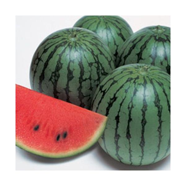 予約販売：4月以降発送 品種名：紅小玉 商品内容：接木苗 4本セット <br>肉は鮮紅桃色で糖度は約12度と甘い。