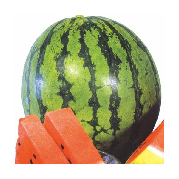 予約販売：4月以降発送 品種名：チャンピオンスイカ 商品内容：接木苗 4本セット <br>糖度高く良質の三笠の一系を組合せた一代雑種で、耐病性強く誰でも作りやすいことが最大の特色です。