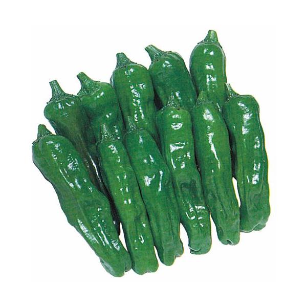 予約販売：4月以降発送 品種名：ししとう 商品内容：苗 4本セット  長円筒形の小果。果色は淡緑色でツヤがあり、品質もよく、着果数が非常に多い。