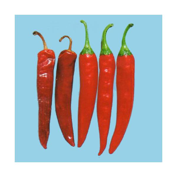 激辛トウガラシ!果長９〜１０ｃｍ、果重１２〜１４ｇ位で、若いうちから辛味の強いトウガラシ。熟果や乾果を薬味として利用する。キムチ漬けには欠かせない。 　数量：実生苗 4本セット 　この商品はメール便不可です。宅配便でのお届けとなります。　野...