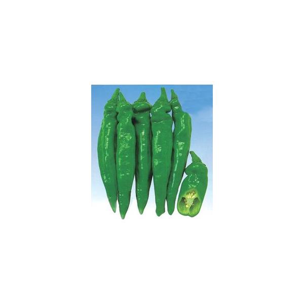 予約販売：4月以降発送 品種名：万願寺 まんがんじ 商品内容：苗 4本セット  果実は大きく肉厚で柔らかい。独特のさわやかな風味と甘みが特徴。