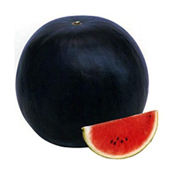 予約販売：4月以降発送 品種名：黒スイカくろがね 商品内容：接木苗 4本セット <br>皮は真っ黒、中は美しい赤！