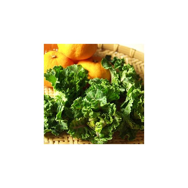 容量：6本  ■この商品はメール便不可です。宅配便でのお届けとなります。 野菜苗は24本まで同梱できます。ピンポン玉程度の大きさで、緑のバラのようなかわいい野菜（世界初非結球メキャベツ！）純国産の緑黄色野菜です。1本の木から50〜80個位収...