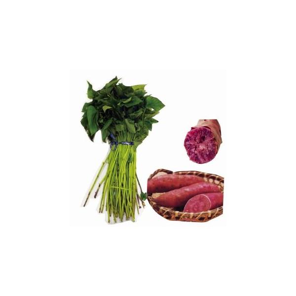 もともとの紫芋は、実はあんまり甘くないのですが、こちらは紫芋の中では甘いです。アントシアニンたっぷりで、焼き、蒸し、大学芋などにぴったりです。 容量：50本  ■この商品はメール便不可です。宅配便でのお届けとなります。・発送時期が同じでも「...