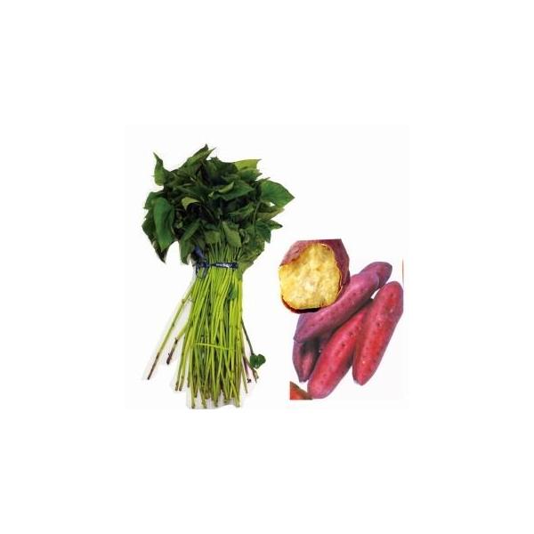 味にうるさい人も絶賛の濃厚な甘み!鮮やかな紅色にまろやかな舌触りで、定番品種となっています。     普通のなると金時よりも大きな芋づるで茎が太い! 容量：50本  ■この商品はメール便不可です。宅配便でのお届けとなります。基腐れ病という病...