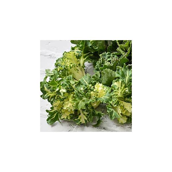 彩り鮮やかなプチヴェールの白い品種容量：6本  ■この商品はメール便不可です。宅配便でのお届けとなります。 野菜苗は24本まで同梱できます。ピンポン玉程度の大きさで、緑のバラのようなかわいい野菜（世界初非結球メキャベツ！）純国産の緑黄色野菜...