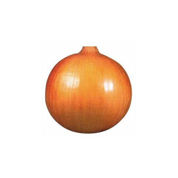 柔らかくみずみずしい新玉が、春先にはやばやとれます! 甲の高い形で250g〜の大きさ。 早く収穫できるのでその分手間がかからず、初心者向け。   ■この商品はメール便不可です。宅配便でのお届けとなります。【ご予約前にご確認ください】当商品は...