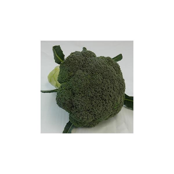 同時定植もできますが、熟期をずらして順番に収穫できるブロッコリーです。中生品種。大きくなります。側枝も出ます。収穫期：定植から100〜120日