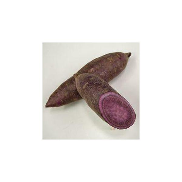 濃い紫色の肉質が特徴で、蒸し芋や焼き芋にしたときの糖度が高く、しっとりとした食感が楽しめる紫サツマイモ品種です。 紫サツマイモ品種「パープルスイートロード」より紫色が濃く、食味も優れています容量：10本  種苗法に基づく農林水産省登録品種で...