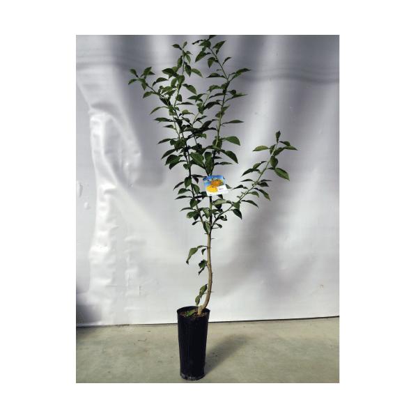 独特の苦味のある酸っぱさが大人気!大きくて食べ応えがあります!熟期:3月〜  容量：1本  ■この商品はメール便不可です。宅配便でのお届けとなります。 4本まで同梱可能ですが、それ以上の本数の場合梱包が複数となり、送料を加算させていただく場...