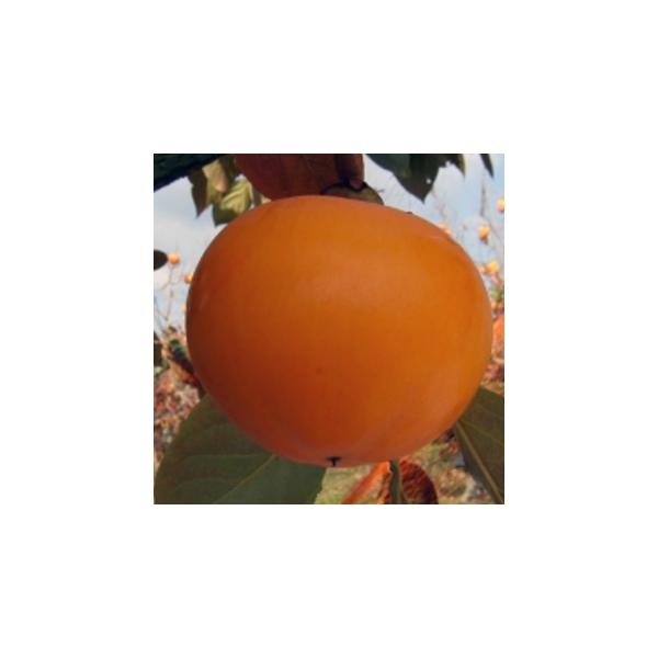 「太豊」の果実は「富有」並みかそれ以上に大きく、「富有」とほぼ同時期の11月中下旬頃に収穫できます。果肉は柔軟多汁で、サクサクとした食感が特徴です。雌花が多いうえ、受粉樹を周囲に混植しなくても早期落果が少なく、後期落果もしないため、種なし果...