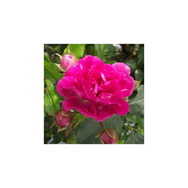 濃いピンク色でポンポン咲きの多花性。花房は垂れて開花する。枝葉は細くてしなやかなので誘引し易い。グランドカバーやスタンダードローズにも向く。品種名：スーパーエクセルサ Super Excelsa系統：半つる性 グランドカバー・ローズ Cli...