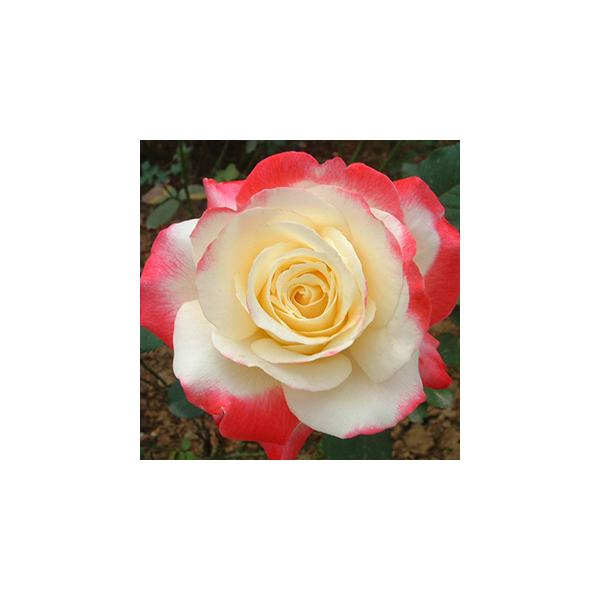 クリーム色に紅の覆輪。開くにつれて紅色が入り縁が波打つ。葉は半光沢でフルーティな香り。品種名：ダブルデライト Double Delight系統：ハイブリッドティーローズ Hybrid tea Roses樹高：1.0〜1.5m形状：直立性棘：...
