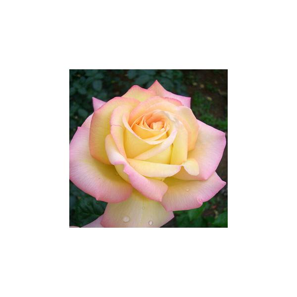 現代の代表的銘花。第二次大戦後、平和への願いをこめて名付けられた。薄黄の花弁にピンクの覆輪。葉は柿の葉を思わせる程大きい。世界バラ会議殿堂入り品種。品種名：ピース Peace系統：ハイブリッドティーローズ Hybrid tea Roses樹...