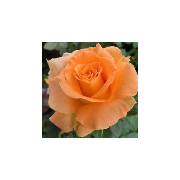 濃いオレンジ黄で、外弁に赤みを帯びる。フルーティーな香りがとても魅力的です。葉は光沢葉で耐病性がある。品種名：フローラダニカ Flora Danica系統：ハイブリッドティーローズ Hybrid tea Roses樹高：1.2〜1.4m形状...