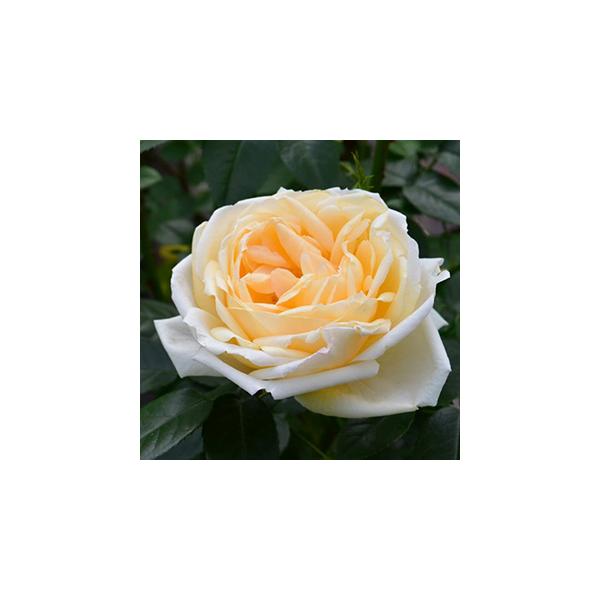 黄色がかったクリーム色で濃い光沢葉。香りも強く生育旺盛。『ウェセックス公爵夫人』の名にちなむ。品種名：コンテスオブウェセックス Countess of Wessex系統：ハイブリッドティーローズ Hybrid tea Roses樹高：1.2...