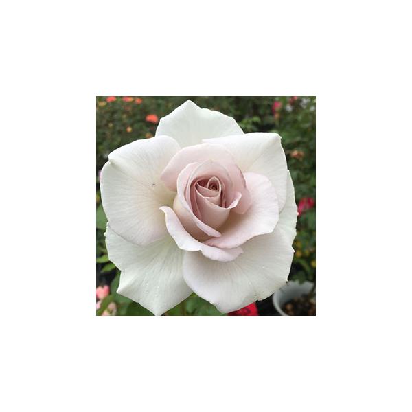 パステルグレーで、強香で花色ととてもマッチングをしている。花の形もとても素晴らしくさわやかな雰囲気。強健で育てやすい。品種名：ステンレススチール Stainless Steel系統：ハイブリッドティーローズ Hybrid tea Roses...