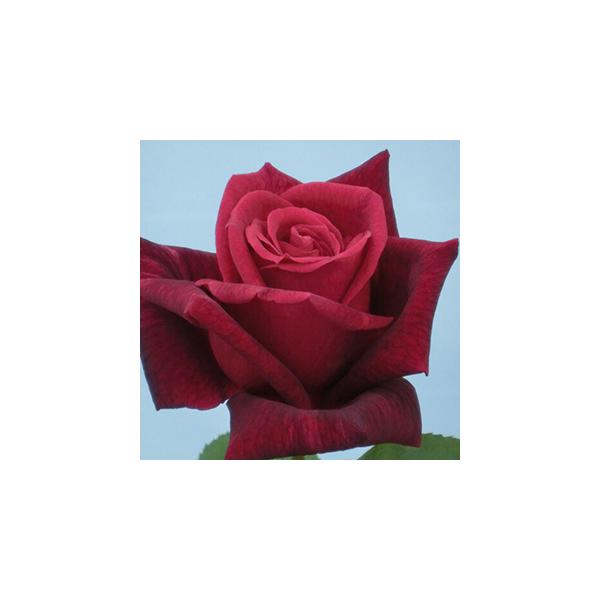 強いダマスクの香りがある。ビロードのように艶やかな黒紅色。弁質がよく花保ちがよい。花の美しさと香りを楽しめる強健種。品種名：パパメイアン Papa Meilland系統：ハイブリッドティーローズ Hybrid tea Roses樹高：1.7...