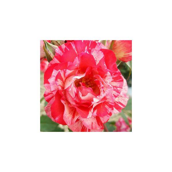 赤と淡いピンクとの絞りで人目を引き付ける。葉は中程度の緑。切り花としても楽しめる。品種名：ドラマクイーン Drama Queen系統：フロリバンダ・ローズ（木立） Floribunda Roses樹高：1.2〜1.5m形状：半横張り性棘：中...