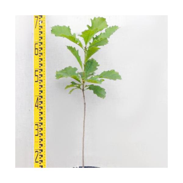 高さ：20〜60cm(発送時期により変わります)15cm ポット■メール便不可：4本まで同梱可能Quercus macrocarpaバーオークブナ科コナラ属高さ：10〜15m栽培適地:日本全土日照:日向むき葉と樹皮が美しい品種群です。「オー...