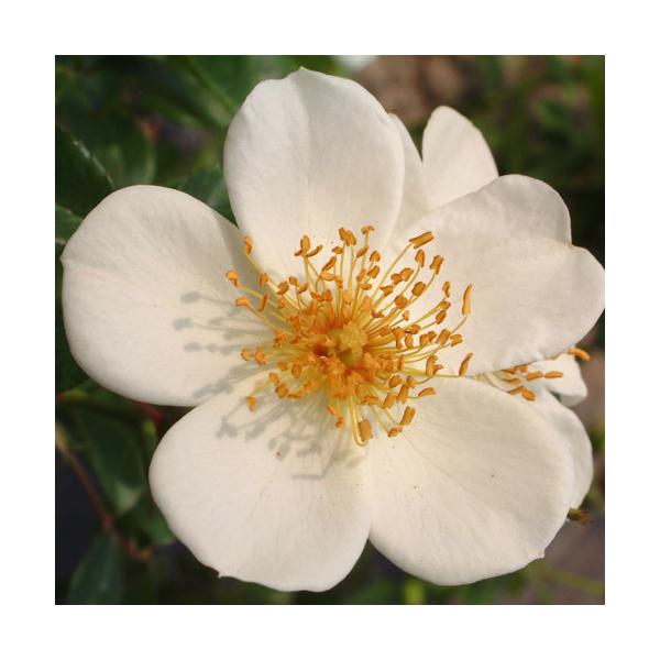 大きな房咲きになる。花保ちも良く最後まで楽しめる。葉は大きく光沢がある。病害虫に強く育てやすい。花壇やボーダーに向く。品種名：サリーホームズ Sally Holmes系統：つる性 Climbing Roses樹高：1.8〜2.0m形状：つる...