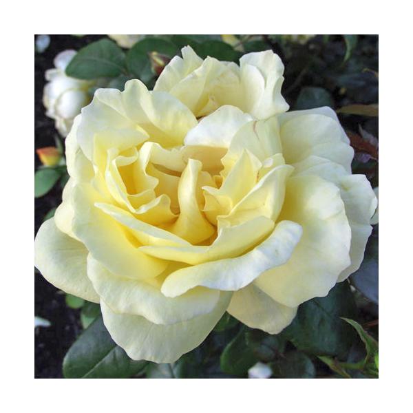 淡いクリームイエローで甘い香りが漂う。やや固いシュートの発生があり剛直に育つ。壁面やフェンスに向く。品種名：ハイフィールド Highfield系統：つる性 Climbing Roses樹高：2.0〜3.0m形状：つる性棘：少ない花期：四季咲...