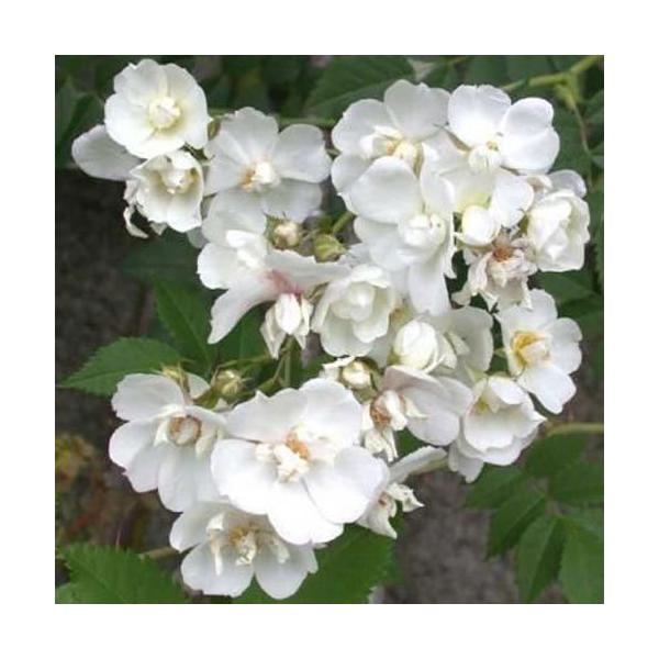 小輪の白の一重咲き。甘い香りの花が株を覆いつくすぐらい咲き乱れる。耐寒性が強く北海道でも育てられる。別名『The Polar Star（北極星）』品種名：ポールファーナン Polstjarnan系統：つる性 Climbing Roses樹高...