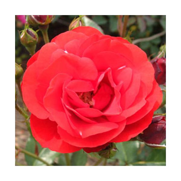 コンパクトだが沢山の花を咲かせ、花保ちもとても良い。品種名：イングリットウェイブル Ingrid Weibull系統：フロリバンダ（木立） Floribunda Roses樹高：0.8〜1.0m形状：横張り性棘：多い花期：四季咲き花色：朱赤...