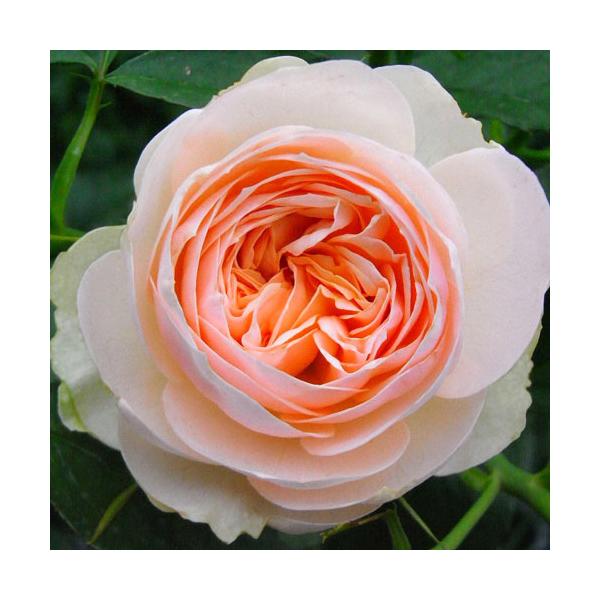 外花弁は白く、中心はピンクが濃くなるノスタルジックな咲き方で人気がある。房咲き性があり、多花性なので1年中賑やかである。品種名：パステラ Pastella系統：フロリバンダ（木立） Floribunda Roses樹高：0.6〜0.8m形状...