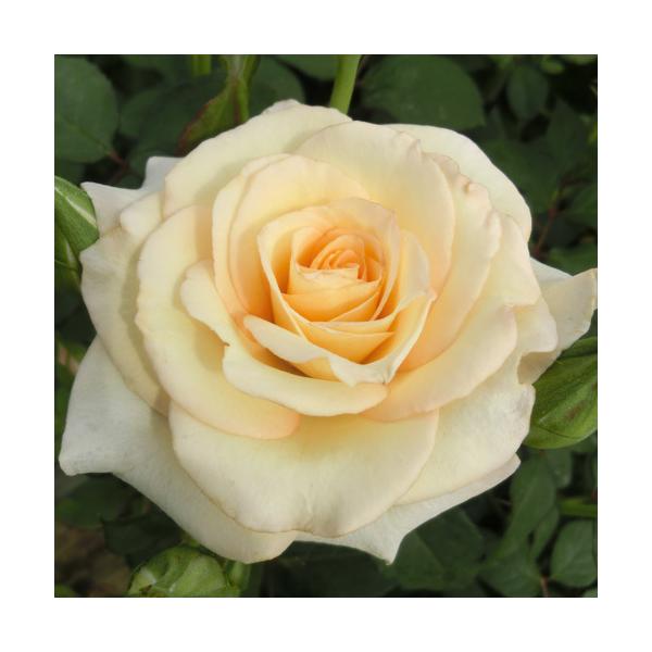 クリームイエローで、花弁の縁に赤のぼかしが入る。さらに香りが素晴らしい。切り花としても楽しめる。イギリスで人気の司会者ファーンブリットンに由来。品種名：ファーンズローズ Fern's Rose系統：フロリバンダ（木立） Floribunda...