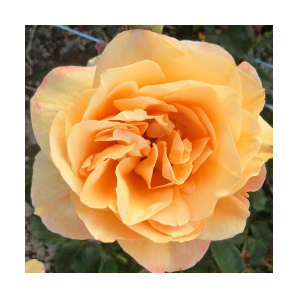 病気に強く初心者にも向く。枝が細く房咲き性がある。濃いオレンジイエローで弁縁がピンクを帯びる。品種名：ストライクイットリッチ Strike It Rich系統：グランディフローラ Hybrid tea Roses樹高：1.2〜1.5m形状：...