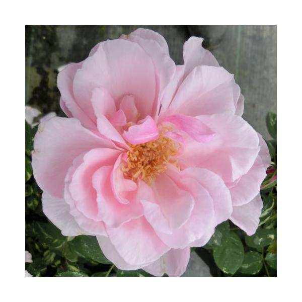 ふんわり優しいピンクの花で葉には白い斑が入り非常に美しい。１９０４年の古花。早咲き品種。品種名：ヘルシューレン Verschuren系統：ハイブリッドティーローズ Hybrid tea Roses樹高：1.0〜1.2m形状：直立性棘：中程度...