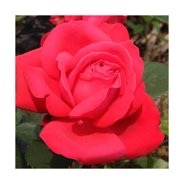 落ち着いた赤で花形が良い。香りが強く、花園にいる気分が味わえる。しかも樹勢が強い。別名「カールヘルプスト(Karl Herbst)」品種名：レッドピース Red Peace系統：ハイブリッドティーローズ Hybrid tea Roses樹高...