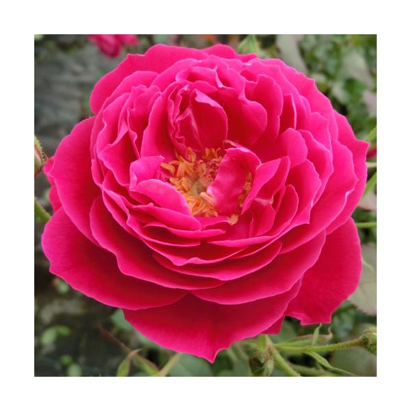 春はローズレッド色、秋には深赤色にうつむき加減に咲く。強いダマスクの香りが漂うバラの花園を思わせる強健種。 明治時代から愛培されてきたバラで和名は「日光」。宮沢賢治が栽培していたことで知られる。品種名：グルスアンテプリッツ Gruss an...