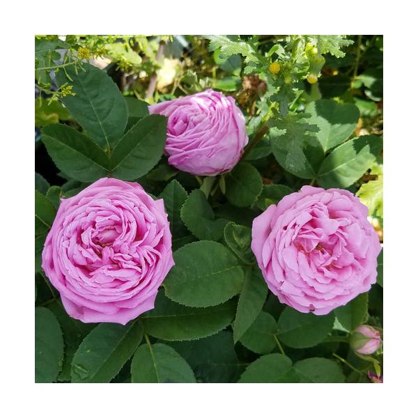 ピンクのカップ咲きでしっかりした花をつける。直立性で、秋にはローズヒップができる。品種名：コンテスセシルドシャブリアン Contess Cecile de Chabrillant系統：ハイブリッドパーペチュアル Old Roses樹高：1....