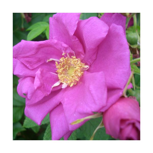 濃い紫色が入るピンクで、ハマナスの血が入る強健種。香りも良く四季咲き性がある。ローズヒップもでき実を楽しめる。品種名：ロテスマー Rotes Meer系統：ハイブリッド・ルゴサローズ Old Roses樹高：1.2〜1.4m形状：横張り性棘...