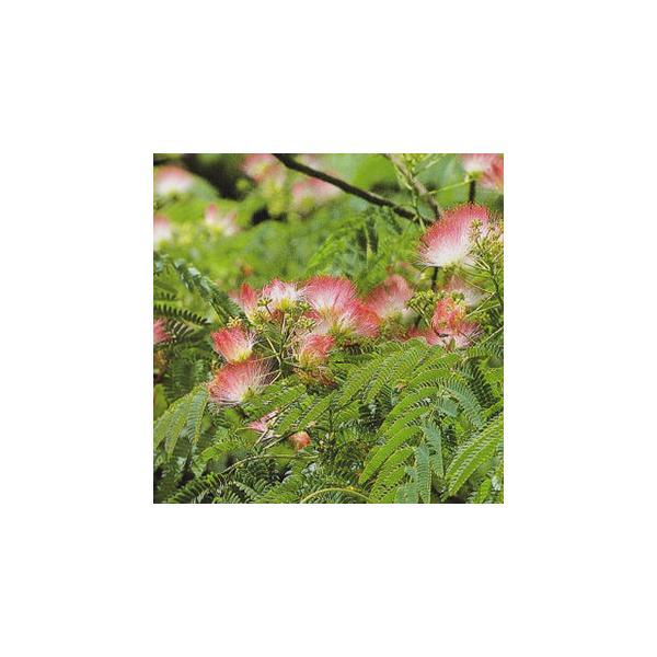 高さ 40cm〜60cm(発送時期により変わります)10.5cmポット■メール便不可：4本まで同梱可能ネムノキ (マメ科 ネムノキ属)草丈・樹高 10m耐寒性 強い耐暑性 強い花色 ピンク開花時期 6〜7月6〜7月、枝先に10〜20個の花が...