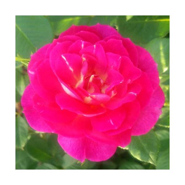 ビロード赤で深みのある色合い。房咲き性が強く繰り返し咲く。花保ちが良く花き期間が長く楽しめる。品種名：アウタザブルー Outta the Blue系統：フロリバンダローズ 樹高：1.2〜1.5m形状：横張り性棘：少ない花期：四季咲き花色：赤...