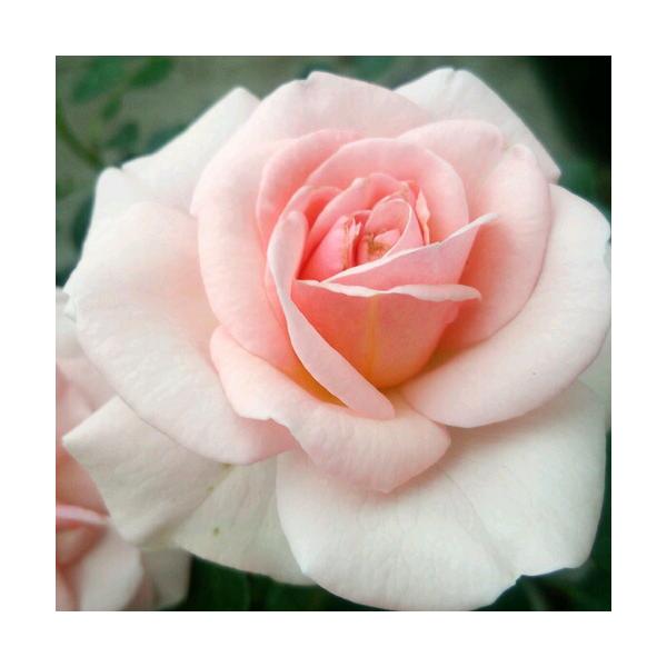 淡いサーモンピンクで、りんごの香りがする中香だが、花付きは良く房咲き。光沢葉で花を一層盛り上げる。品種名：ドローニングマルグレーテ・パレス Dronning Margrethe Palace系統：フロリバンダローズ 樹高：0.4〜0.6m形...