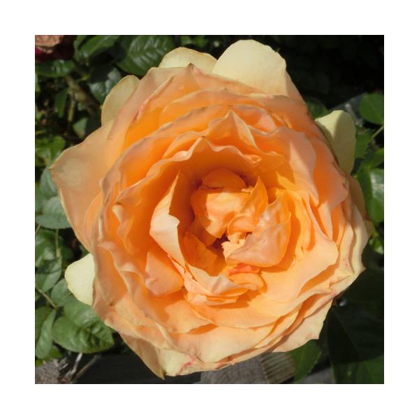 オレンジ色のある濃い黄やや卵形の咲き方。香りはグレープフルーツとシトラスの香りがある。耐病性がある。切り花としても楽しめる。品種名：グッドアズゴールド Good as Gold系統：ハイブリッドティーローズ 樹高：1.0〜1.3m形状：直立...