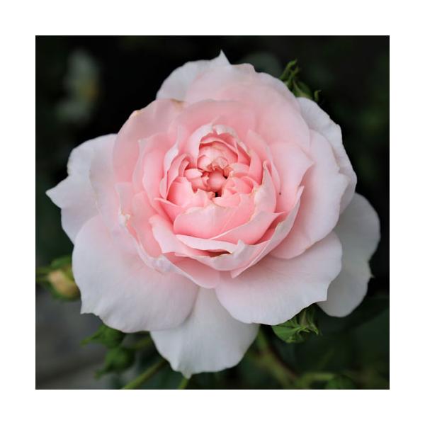 淡いピンクのロゼット咲きで、香水に酔いしれるばかりの香りが自慢。房咲き性があり繰り返し咲く。自信作の１品種。品種名：ダナムマジー Dunham Massey系統：半つる性 シュラブローズ 樹高：1.2〜1.4m形状：横張り性棘：少ない花期：...