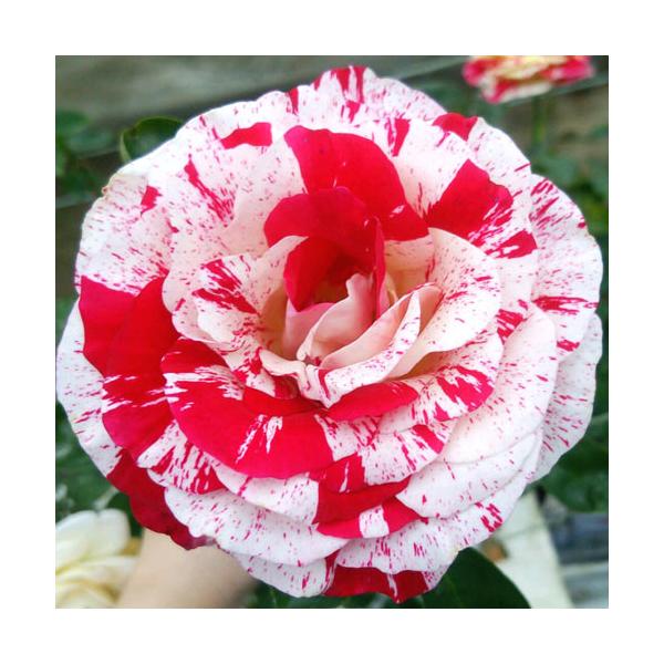 クリーム黄と弁先に赤の覆輪の優雅な大輪。シナモンやスパイシーの香りが漂い存在感を醸し出す。切り花としても楽しめる。品種名：ディッククラーク Dick Clark系統：グランディフローラ 樹高：1.3〜1.6m形状：直立性棘：中程度花期：四季...