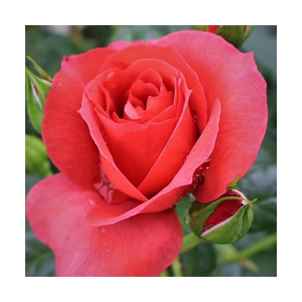 ビロードを帯びた神秘的なレンガ色で、光沢のある葉がより一層花を引き立てる。耐病性にも優れ栽培しやすい。品種名：ホットココア Hot Cocoa系統：フロリバンダローズ 樹高：0.8〜1.2m形状：半横張り性棘：中程度花期：四季咲き花色：赤茶...