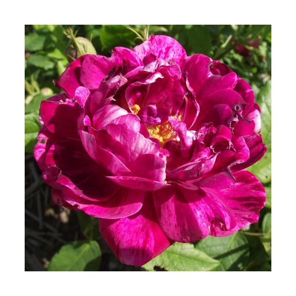 やわらかいピンクと濃いピンクとの絞りで、レモンの様な香りが強く漂う。葉は明るいグリーン。名前の由来は、ボールペール司令官/1792年プロシア軍との戦いで、武勇を称えられたフランスの軍人。品種名：コマンダンボールペール Commandant ...