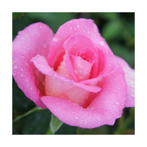 大輪のピンク色。至福の香りが漂い魅了する。株は大きくなり育て易い。品種名：パフュームロイヤル Perfume Royal系統：ハイブリッドティーローズ 樹高：1.2〜1.6m形状：直立性棘：中程度花期：四季咲き花色：ピンク花弁数：40〜46...