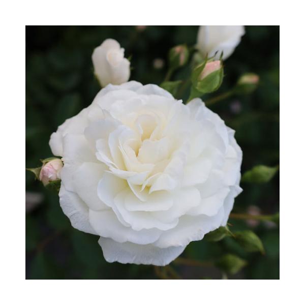 蕾はほんのりピンクが入り可愛らしい。新芽は赤銅色。房咲き性が強く春の花付きはすばらしい。強健で耐病性があり、半日陰でも栽培可能。壁面等やフェンスへの利用は防犯にも効果的。品種名：プロスペリティ Prosperity系統：半つる性 ハイブリッ...