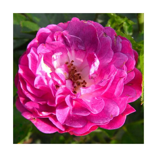 紫系では最も鮮烈な紫紅色で数少ない稀少品種。大きめのアーチや高い壁面に誘引すると見事である。遅咲きで次第に色は薄くなる。強健で寒さに強く、日照不足・半日陰でも育つ。品種名：ブルーマゼンタ Blue Magenta系統：ハイブリッド・モルティ...