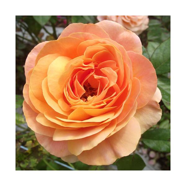 サーモンオレンジで弁縁にピンクが入った小ぶりの花がたくさん咲く。あまり大きくならない小ぶりな樹形。品種名：ラ・パルマ La Palma系統：フロリバンダローズ 樹高：0.6〜0.8m形状：横張り性棘：少ない花期：四季咲き花色：サーモンオレン...