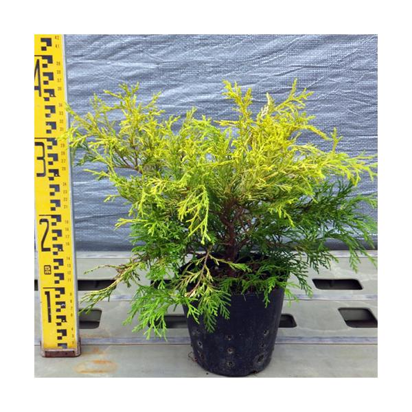 高さ:20〜30cm15cmポット■メール便不可：4本まで同梱可能学名：ChamaecyparispisiferaGoldenMop(ヒノキ科　ヒノキ属)日照条件：日向むき栽培適地：北海道南部以南栽培方法:日向または半日陰で水はけのよい肥沃...