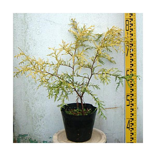 高さ 30cm前後15cm    ポット■メール便不可：4本まで同梱可能学名：Chamaecyparis pisifera（ヒノキ科、ヒノキ属）別名：オウゴンヒヨクヒバ大きさ：背丈0.5〜3.0ｍ難易度： とても丈夫です日照量： 日当たりの...